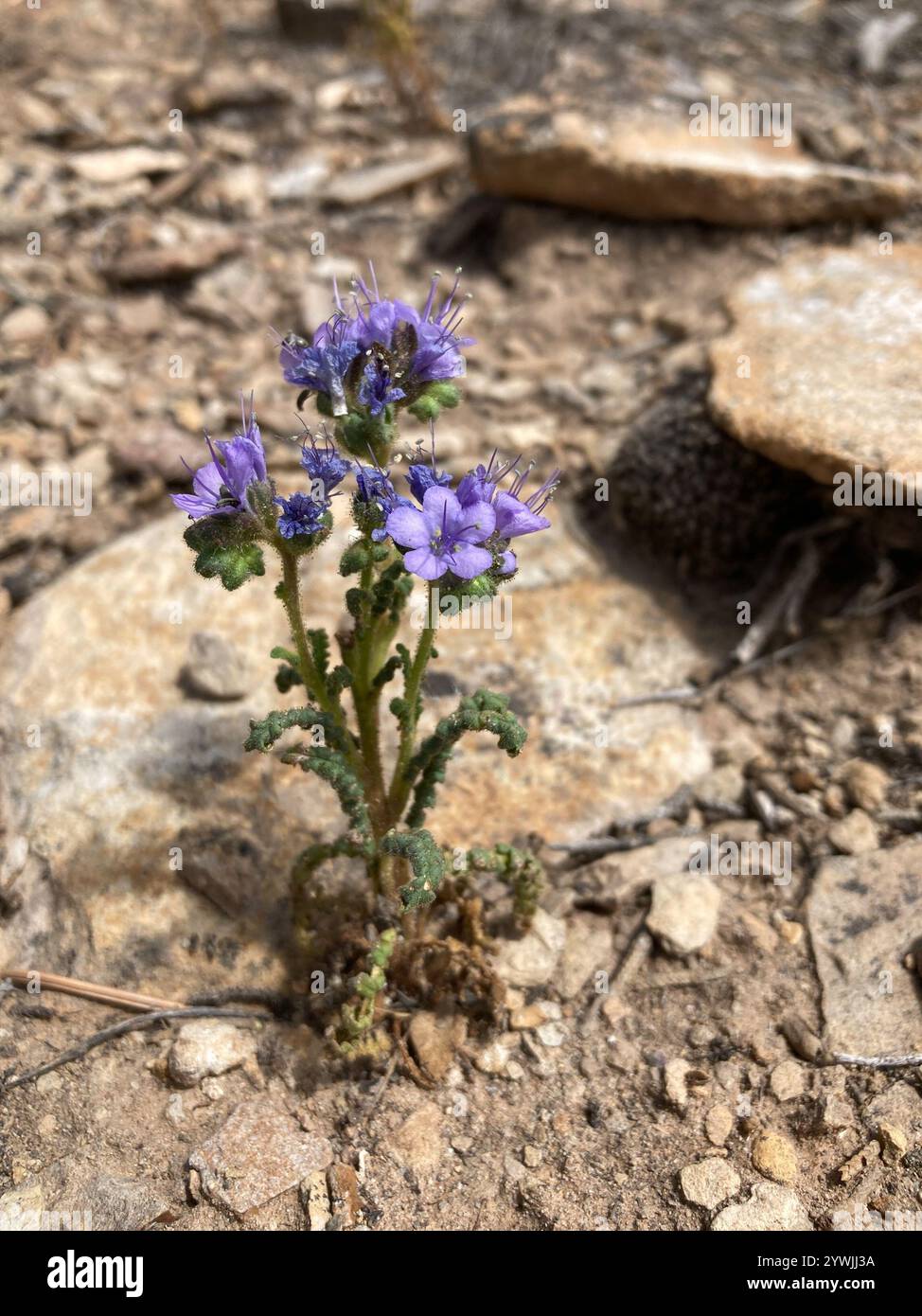 wild heliotrope (Phacelia corrugata Stock Photo - Alamy