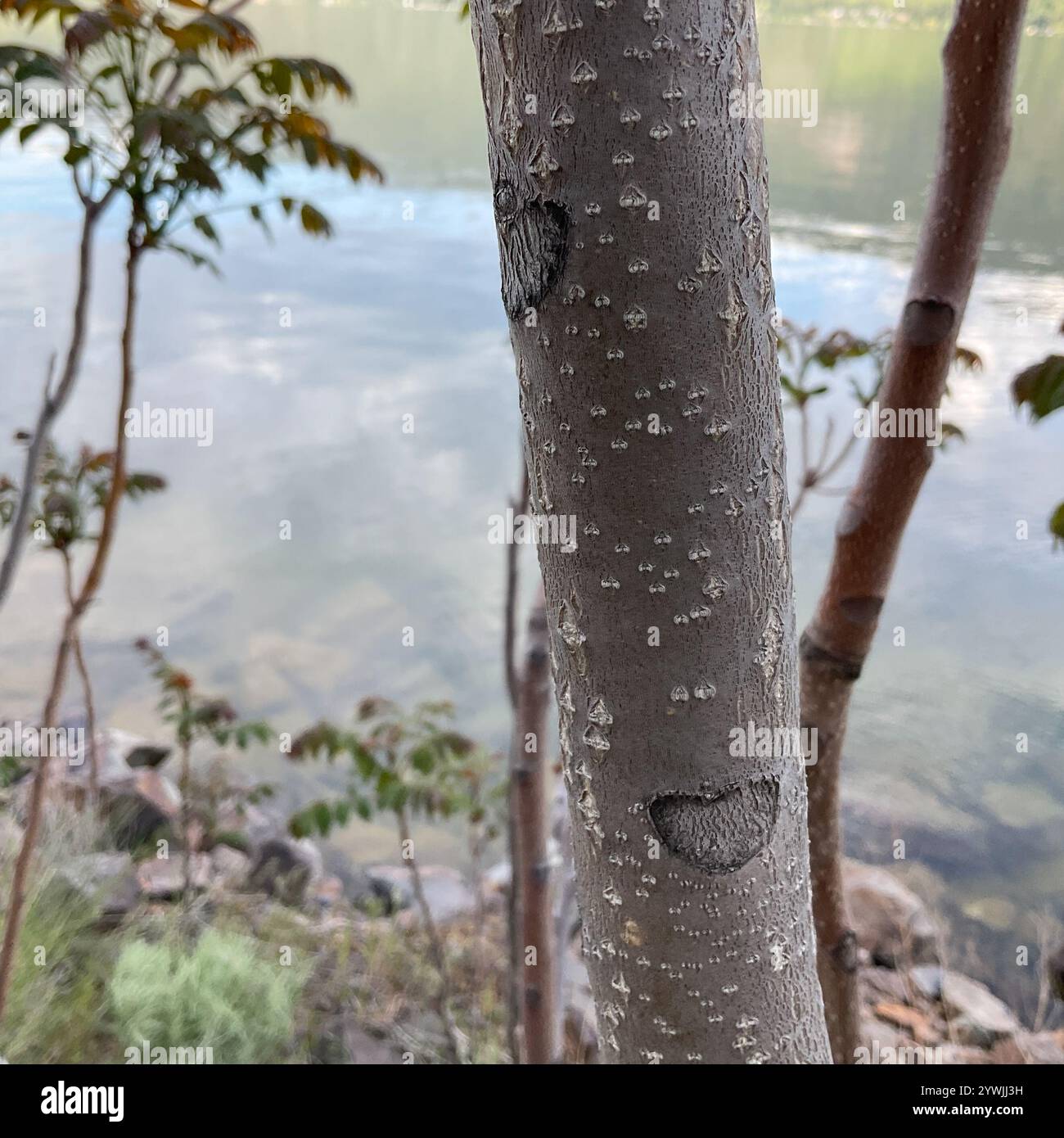 tree-of-heaven (Ailanthus altissima Stock Photo - Alamy