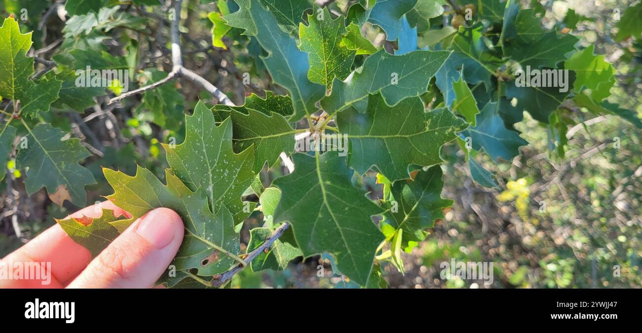 Oracle Oak (Quercus × morehus Stock Photo - Alamy