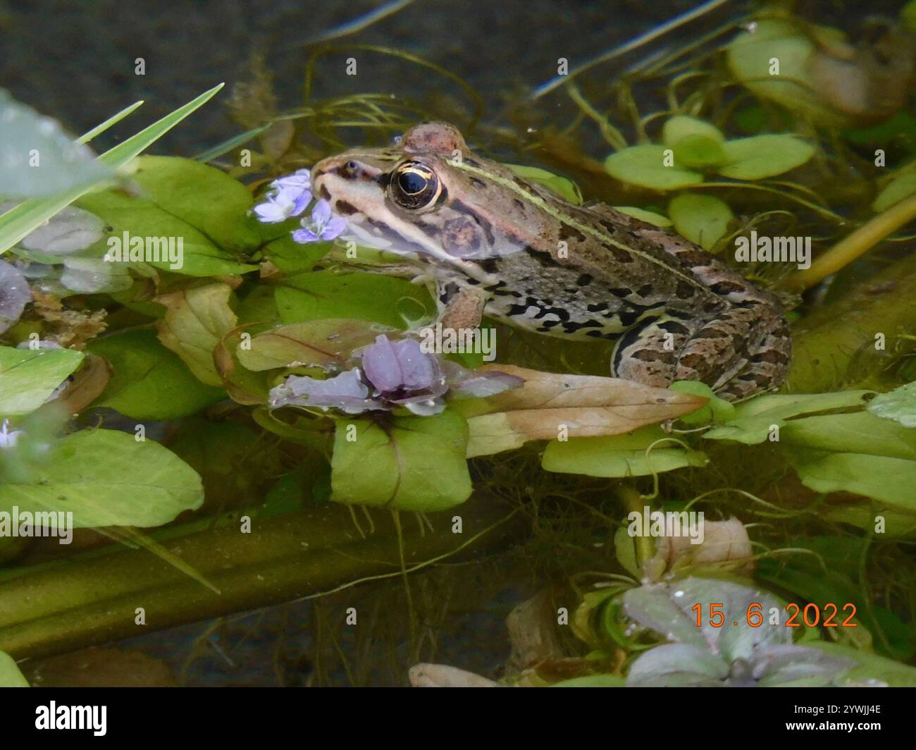 Pool frog complex and its kleptons (Pelophylax lessonae Stock Photo - Alamy
