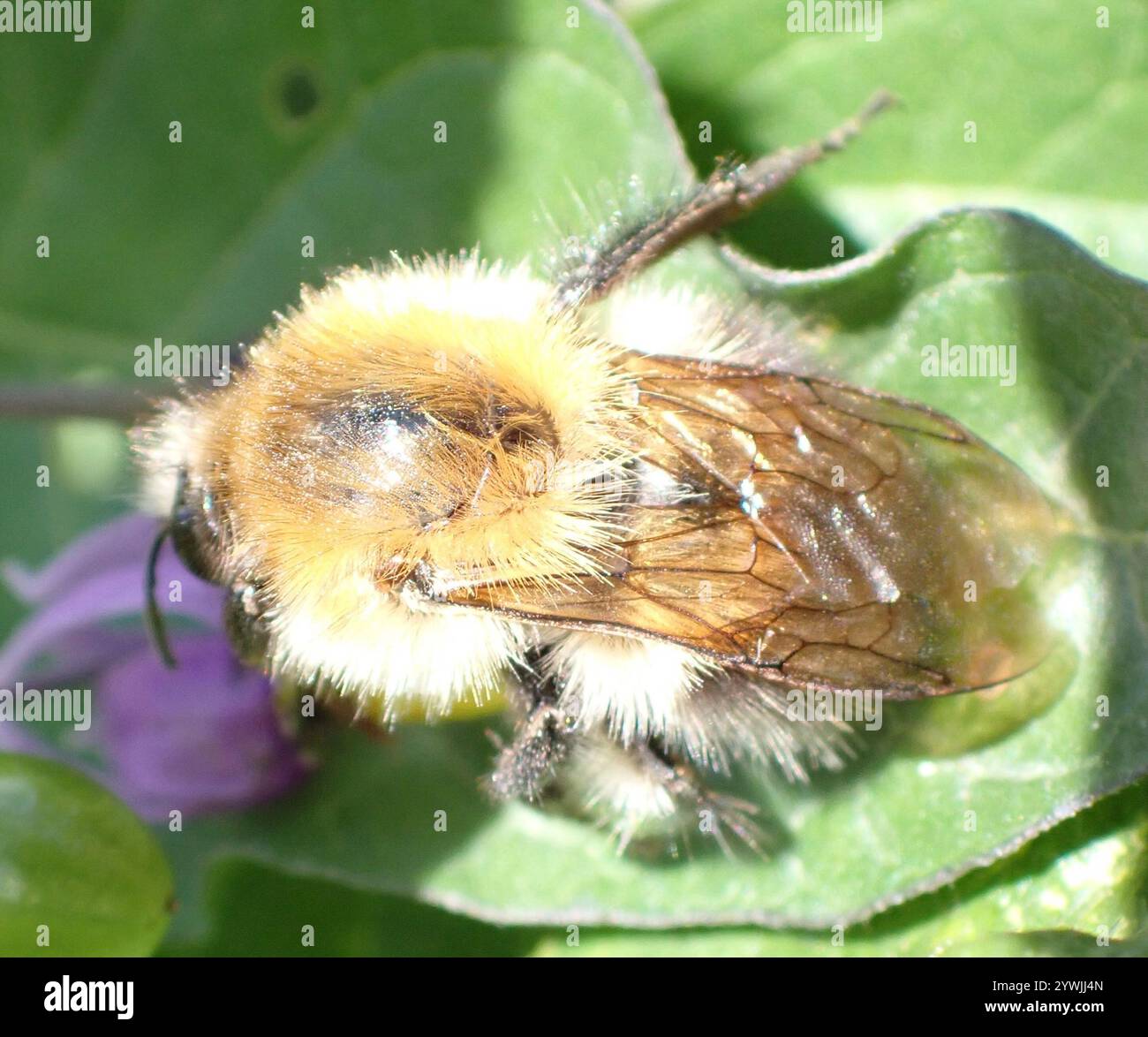Common Carder Bumble Bee (Bombus pascuorum Stock Photo - Alamy