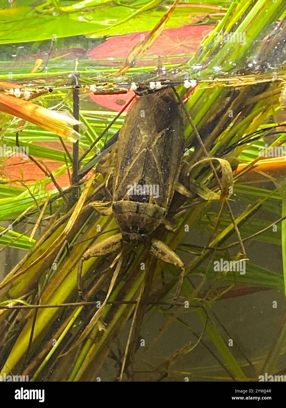 American Giant Water Bug (Lethocerus americanus Stock Photo - Alamy