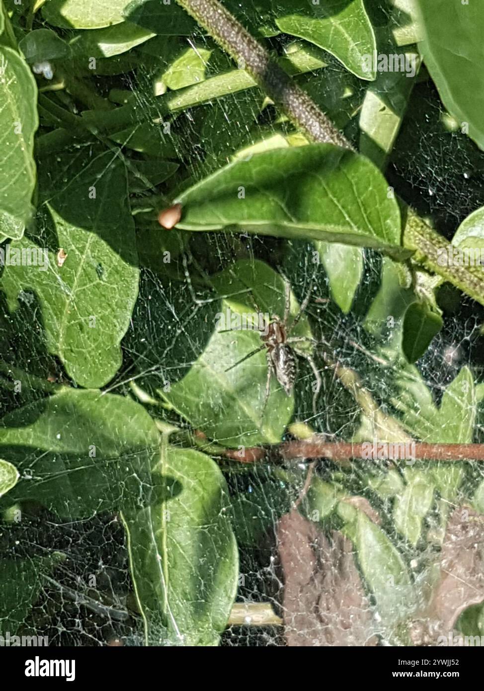 Labyrinth spider (Agelena labyrinthica Stock Photo - Alamy