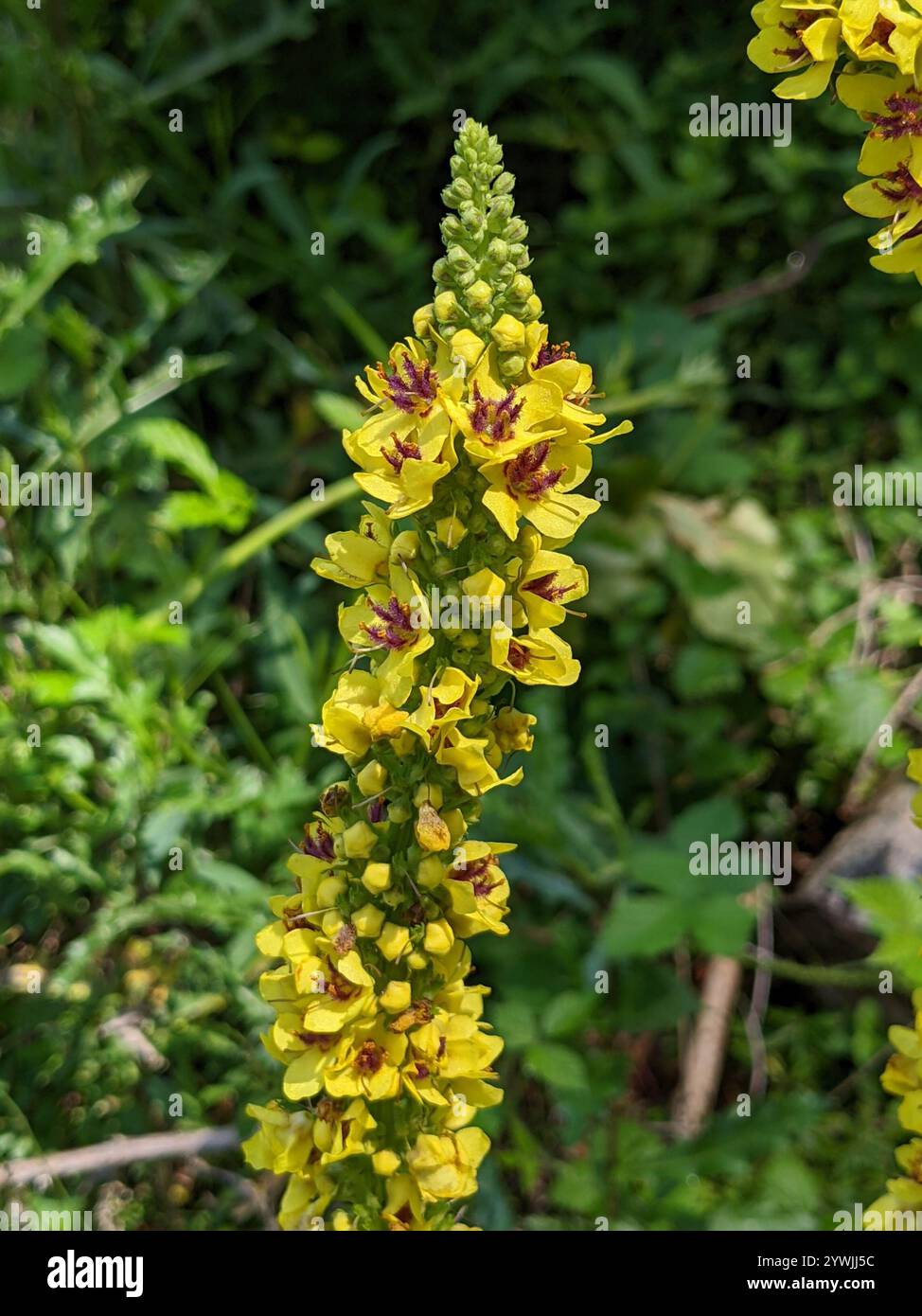 Dark Mullein (Verbascum nigrum Stock Photo - Alamy