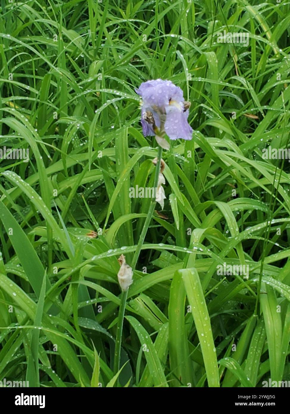 Sweet Iris (Iris pallida Stock Photo - Alamy