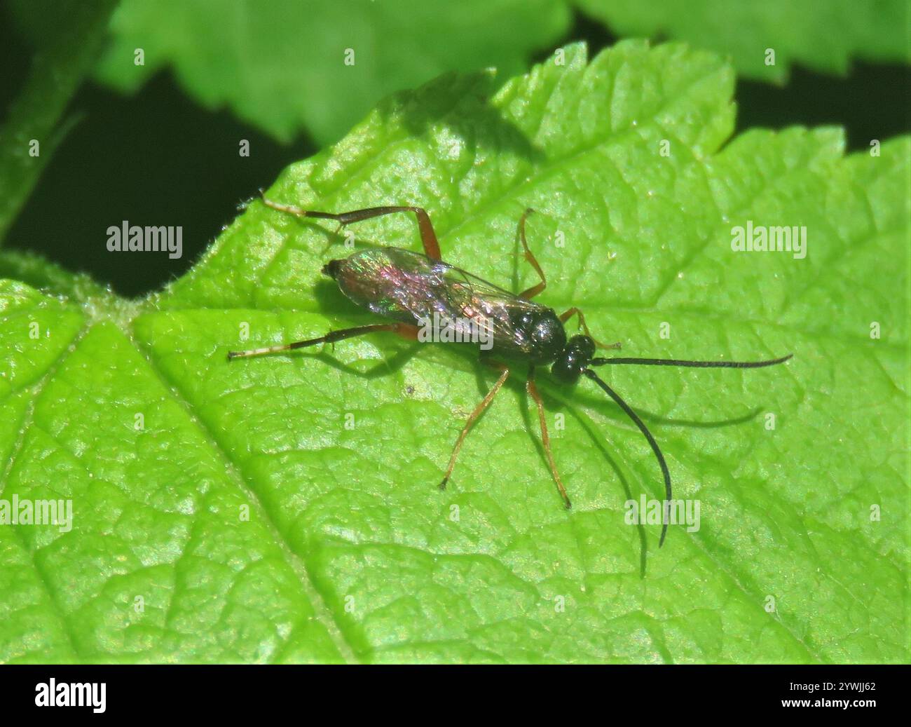 Ichneumonid Wasps (Ichneumonidae Stock Photo - Alamy