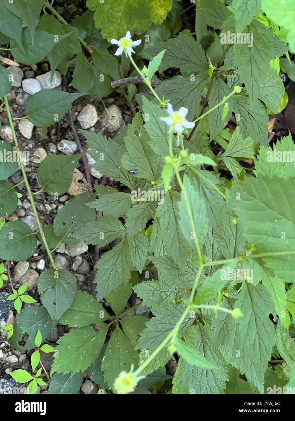 white avens (Geum canadense Stock Photo - Alamy