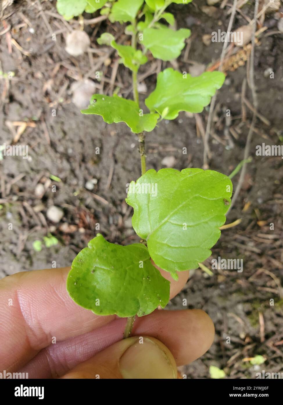 yerba buena (Clinopodium douglasii Stock Photo - Alamy