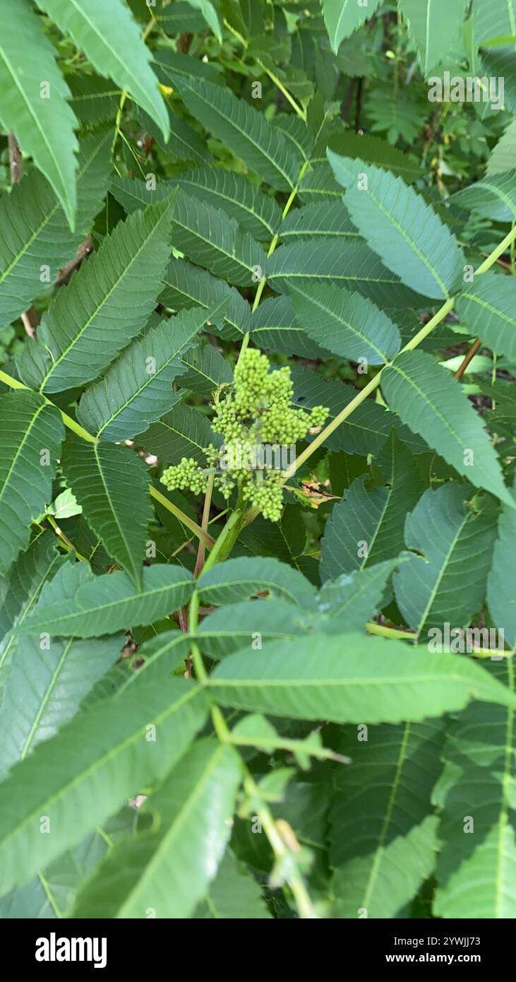 smooth sumac (Rhus glabra Stock Photo - Alamy