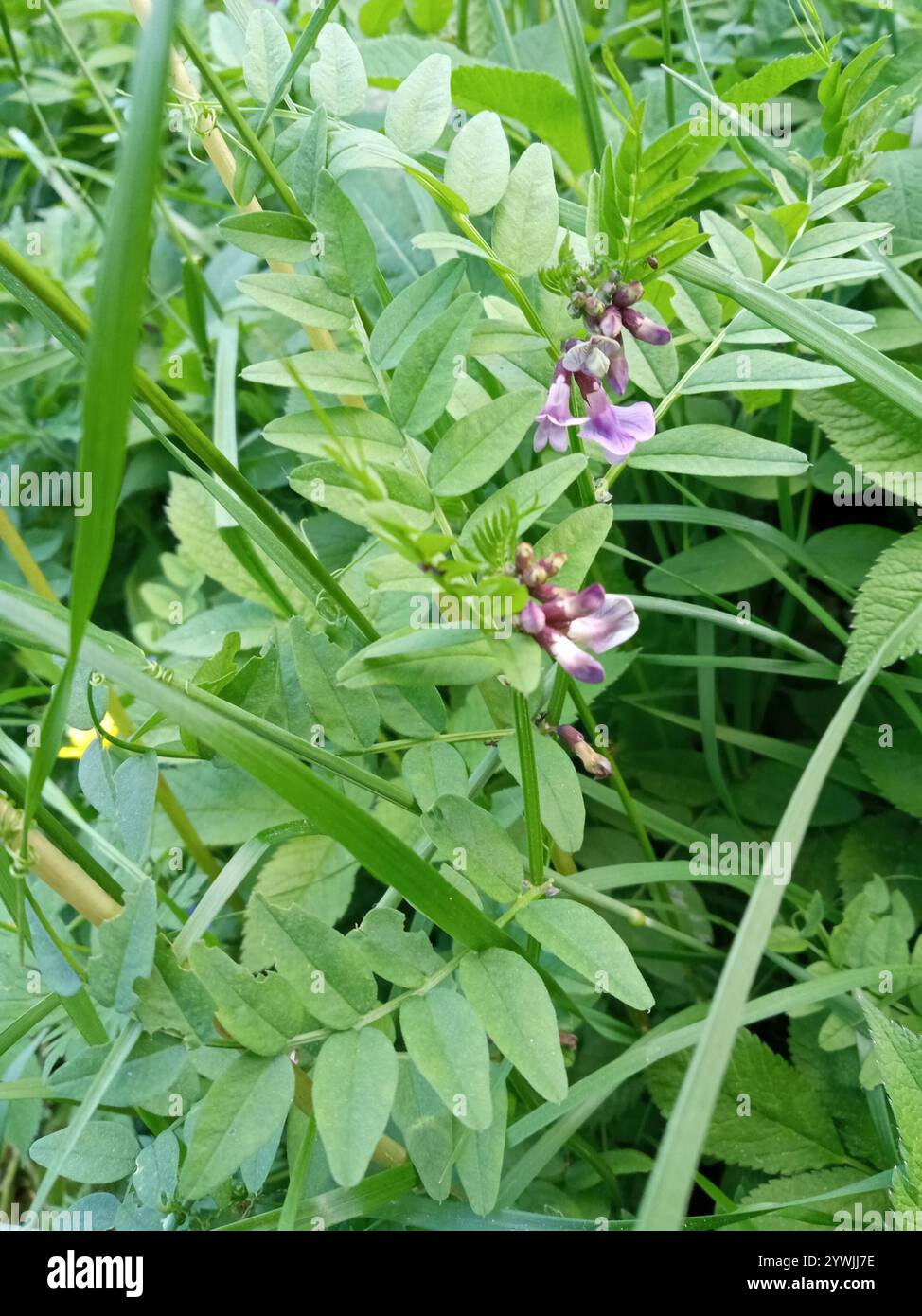 Bush Vetch (Vicia sepium Stock Photo - Alamy