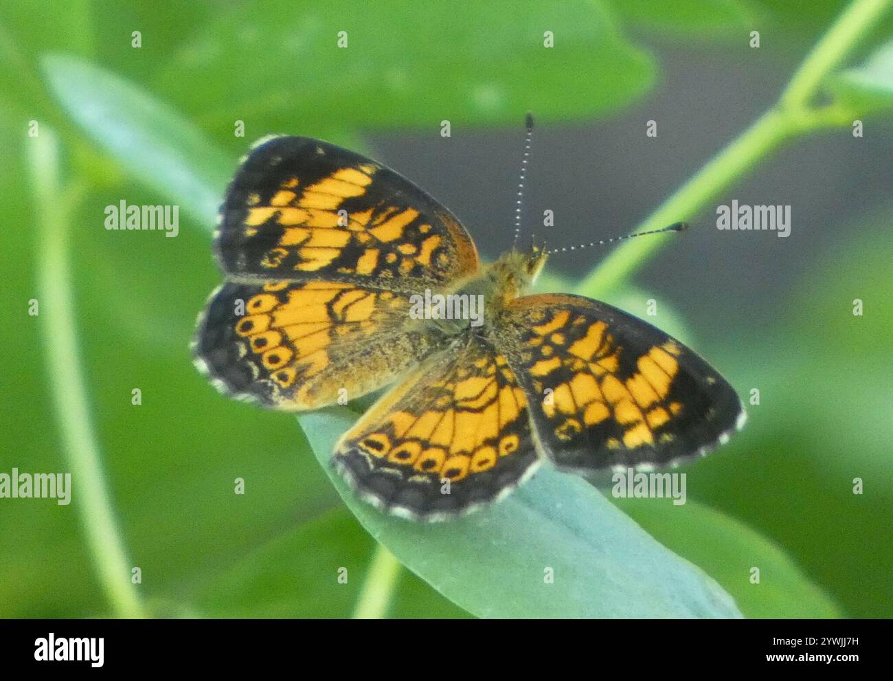 Pearl Crescent (Phyciodes tharos Stock Photo - Alamy
