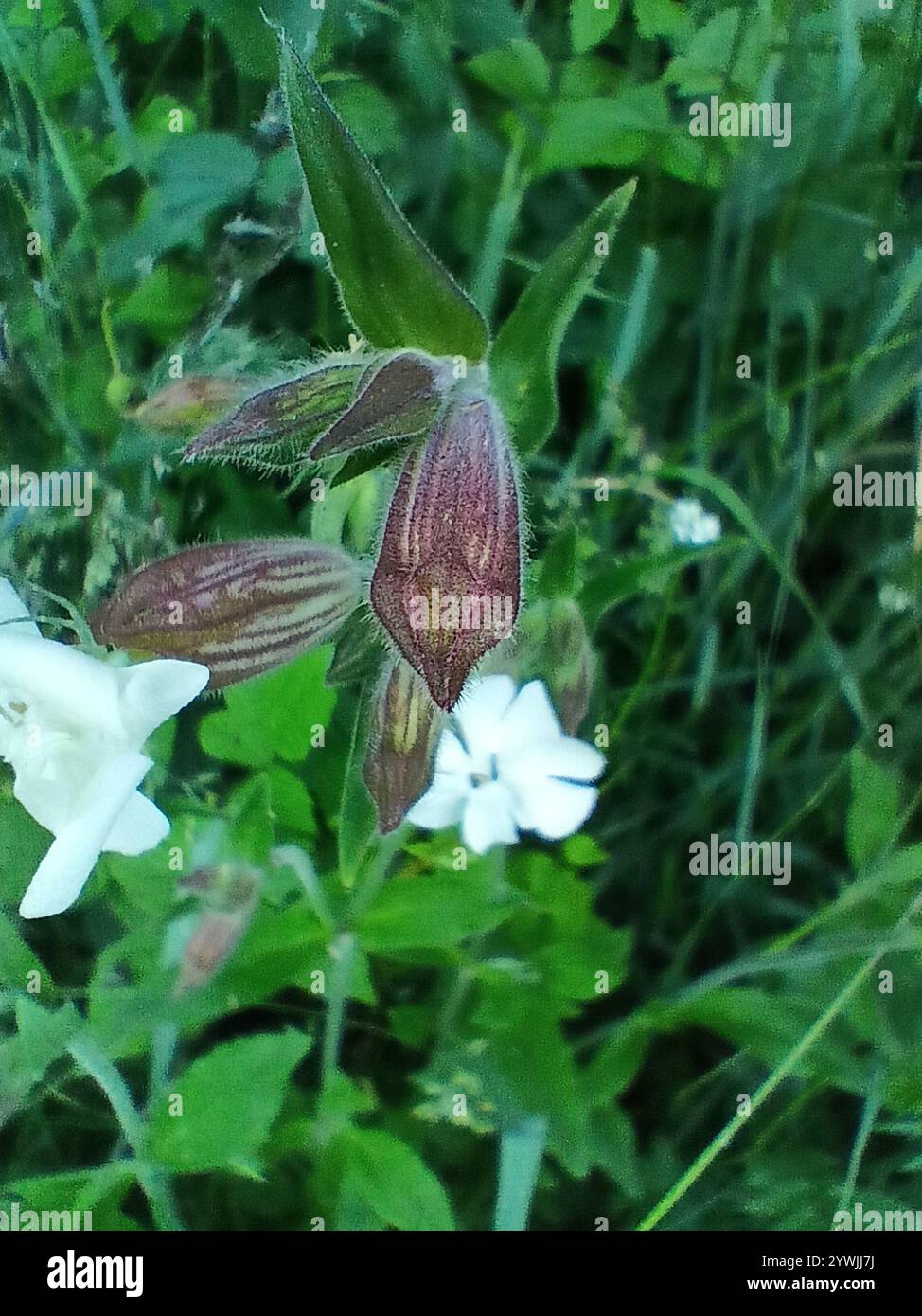 evening lychnis (Silene latifolia alba Stock Photo - Alamy