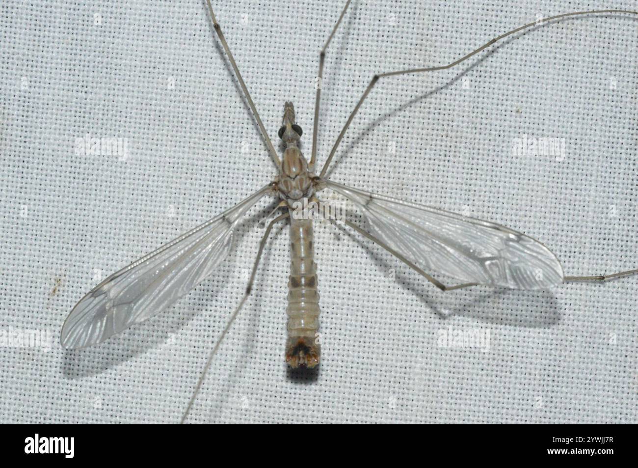 Large Crane Flies (Tipulidae Stock Photo - Alamy