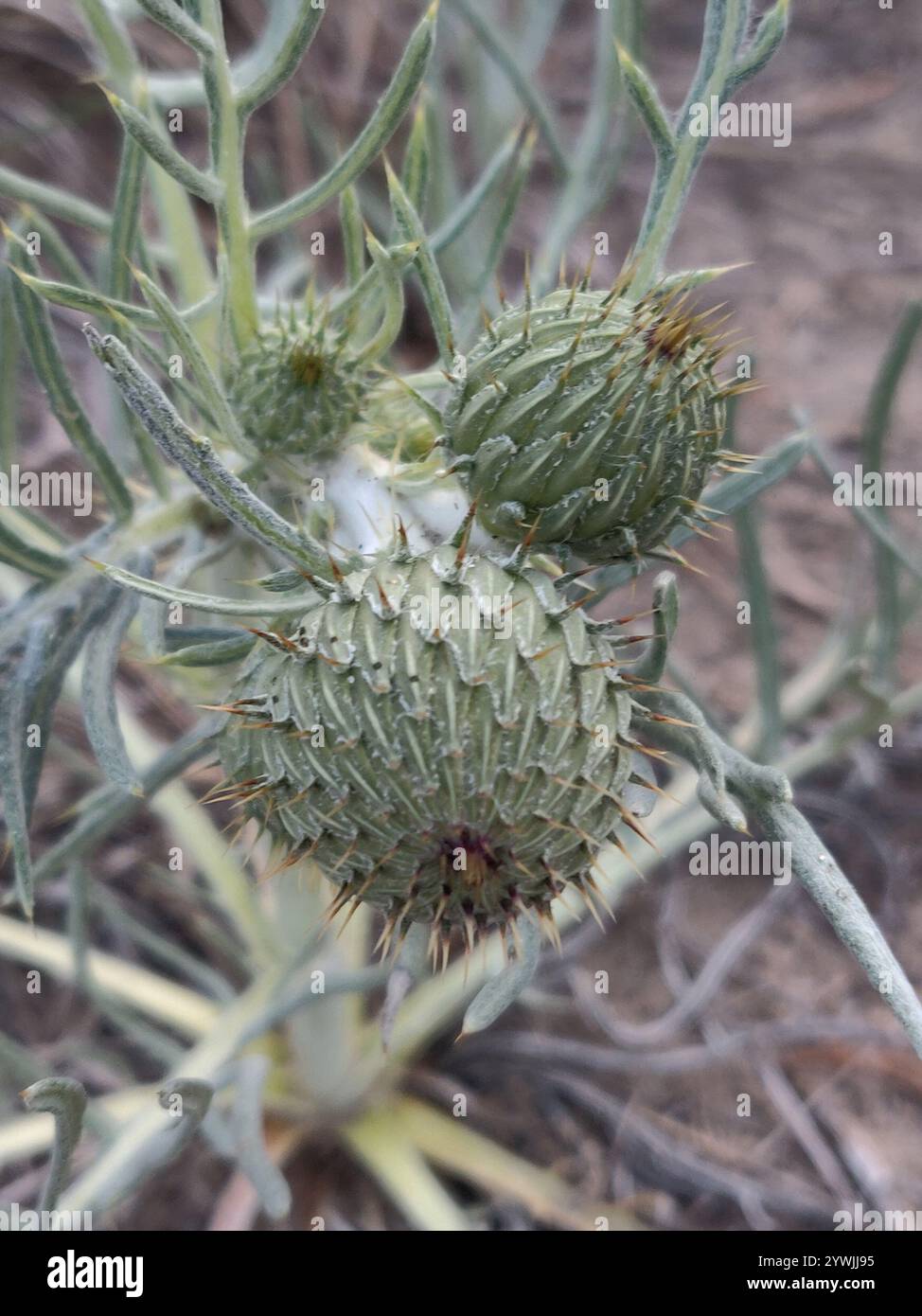 Pitcher's thistle (Cirsium pitcheri Stock Photo - Alamy