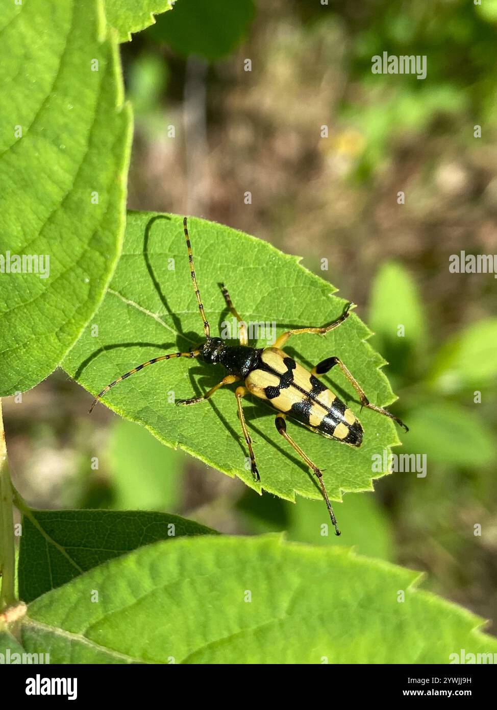 Spotted Longhorn Beetle (Rutpela maculata Stock Photo - Alamy