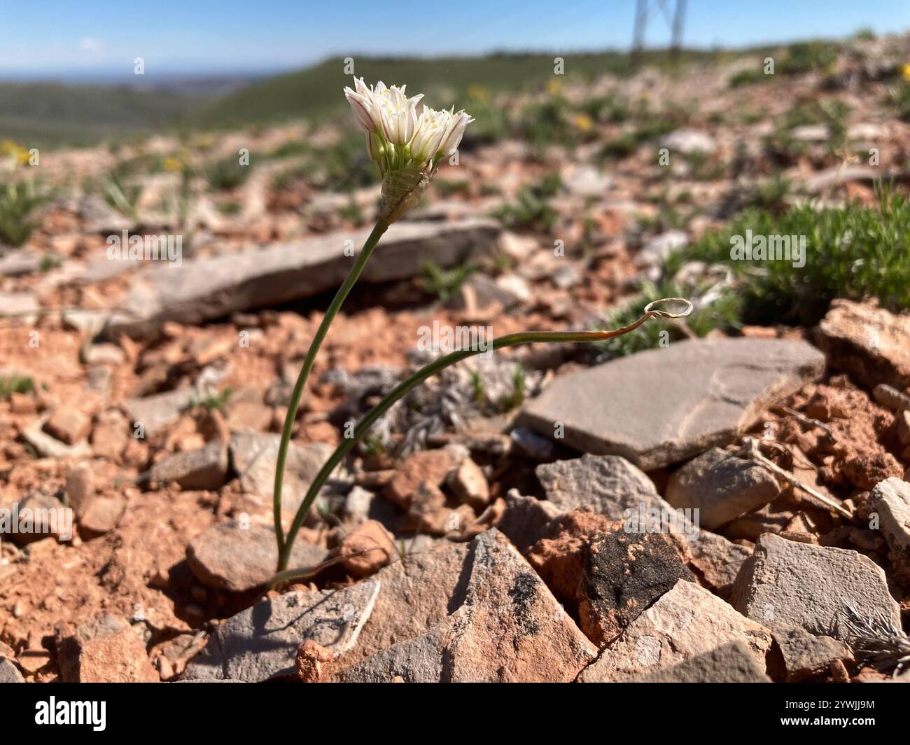 Textile onion (Allium textile Stock Photo - Alamy