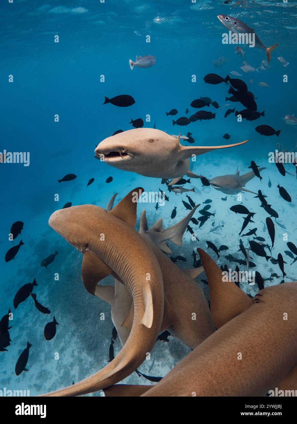 Nurse sharks swims underwater in blue ocean at Maldives Stock Photo - Alamy
