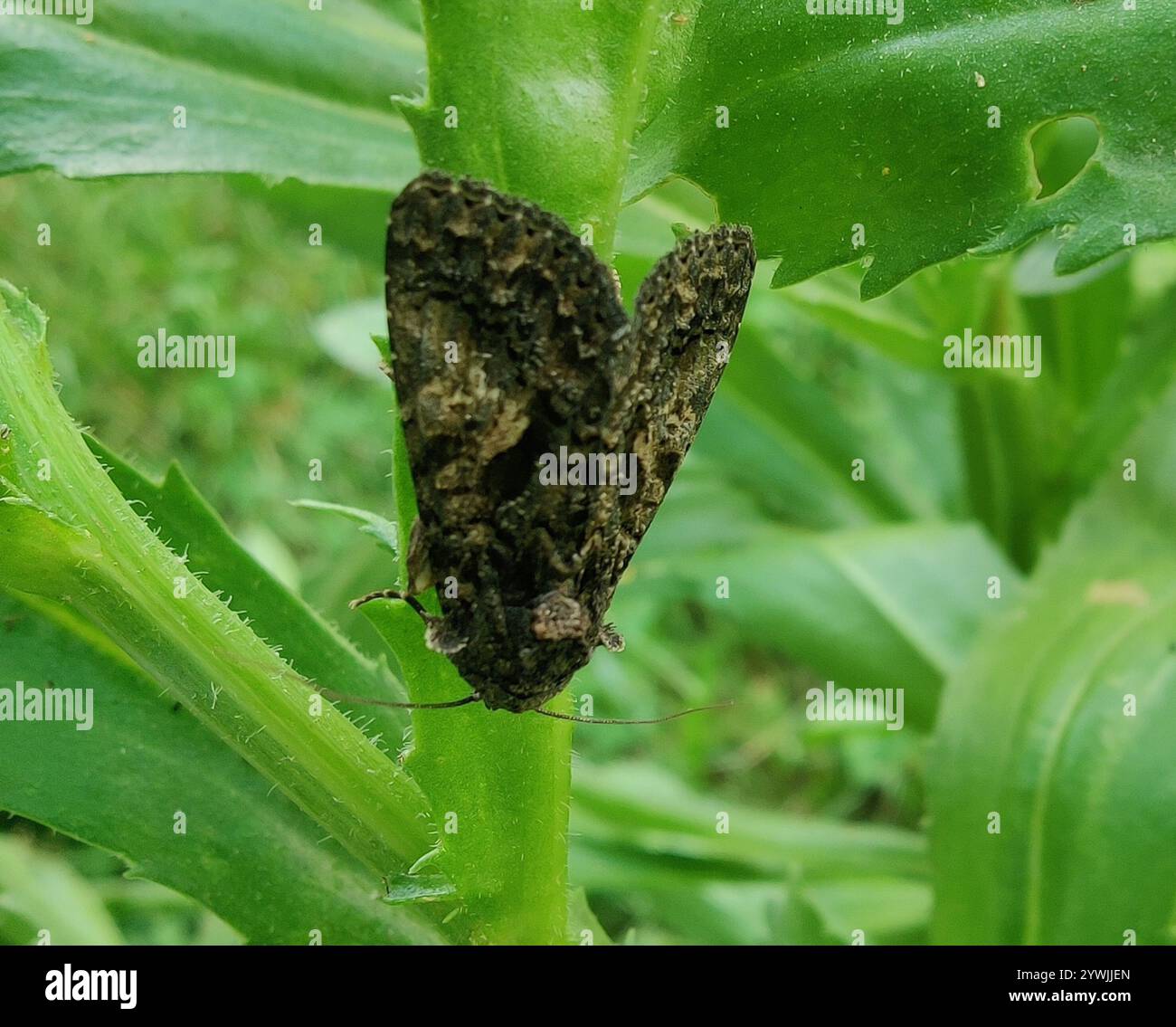 The Sorcerer (Aedia leucomelas Stock Photo - Alamy