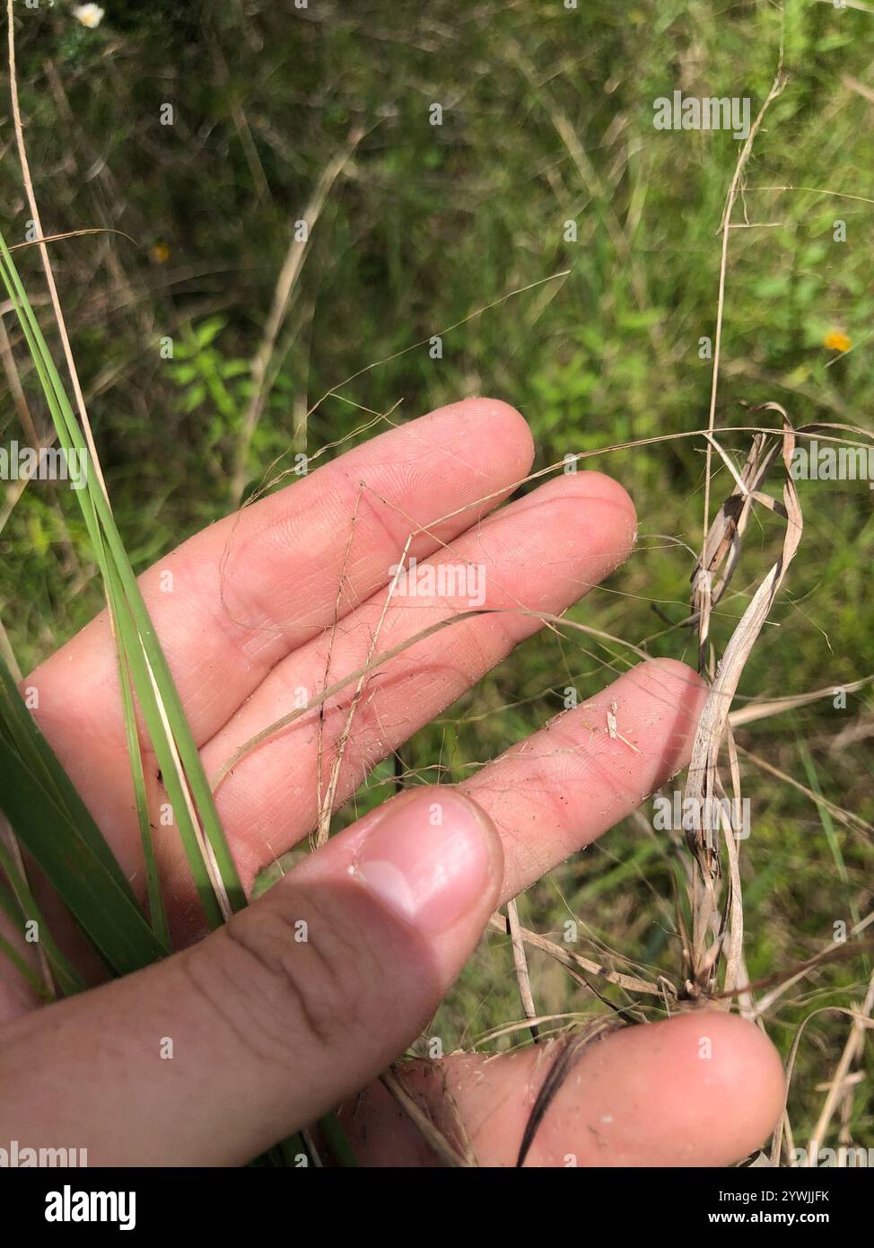 Hairawn Muhly (Muhlenbergia capillaris Stock Photo - Alamy