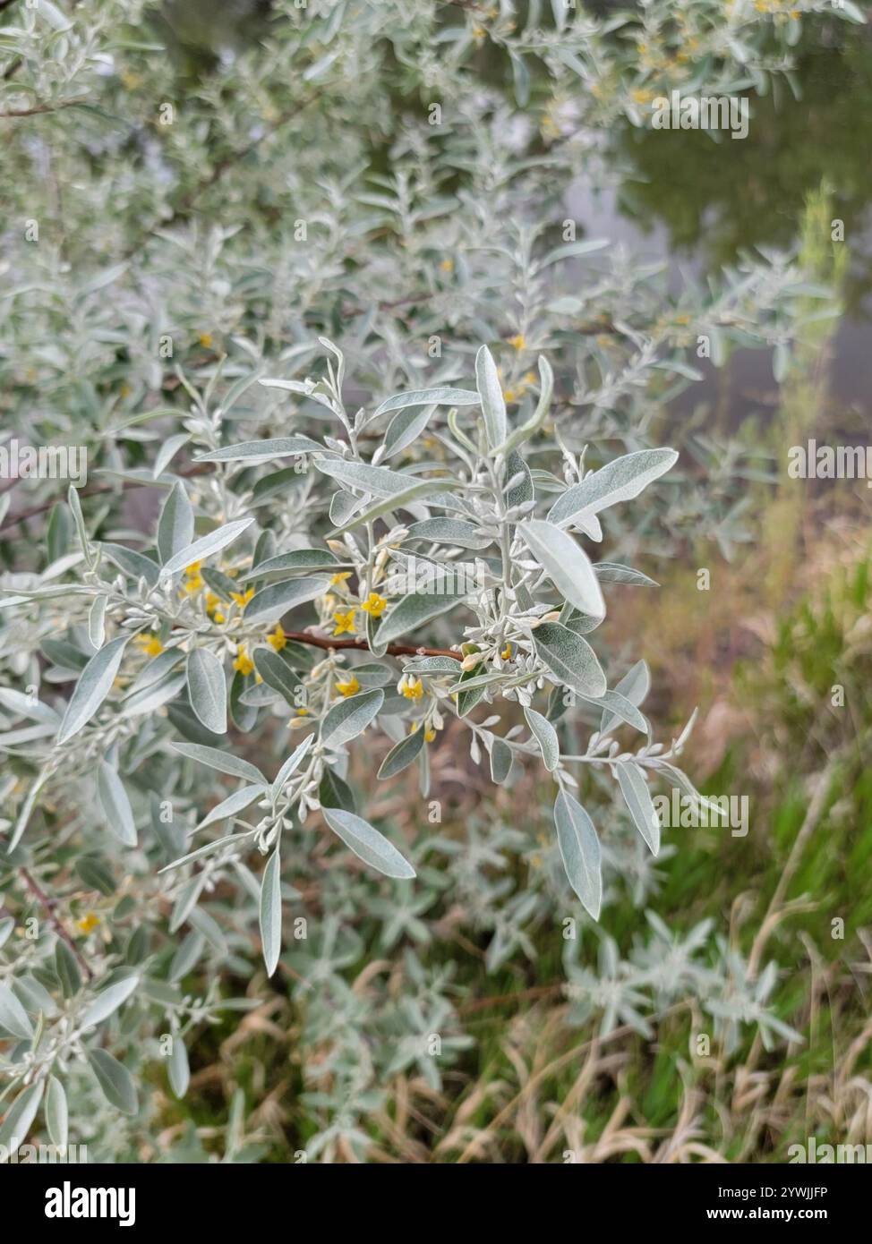 Russian olive (Elaeagnus angustifolia Stock Photo - Alamy