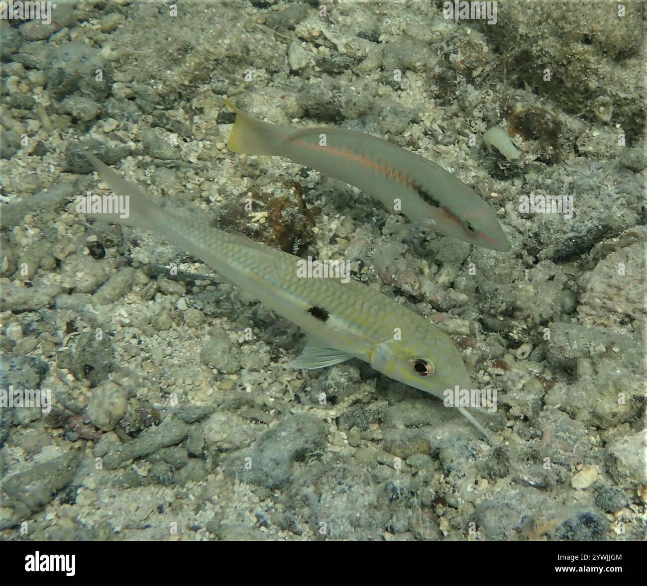 Yellowstripe Goatfish (Mulloidichthys flavolineatus Stock Photo - Alamy