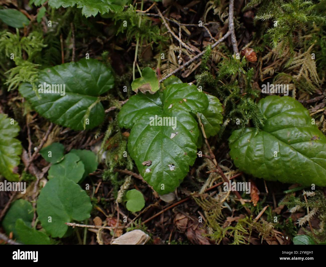 snow dwarf bramble (Rubus nivalis Stock Photo - Alamy