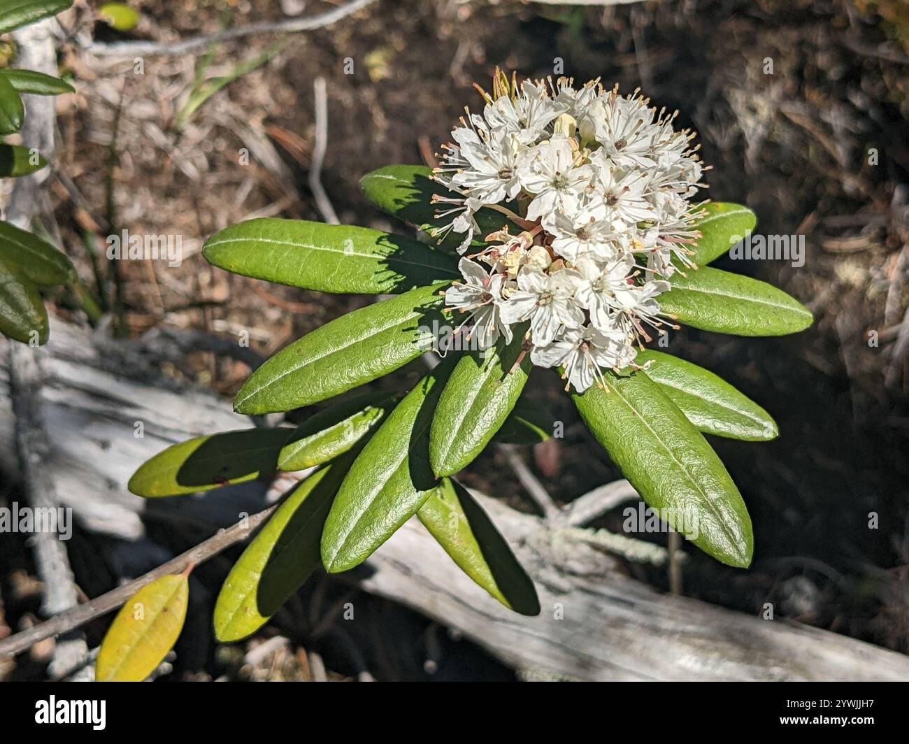Western Labrador Tea (Rhododendron columbianum Stock Photo - Alamy