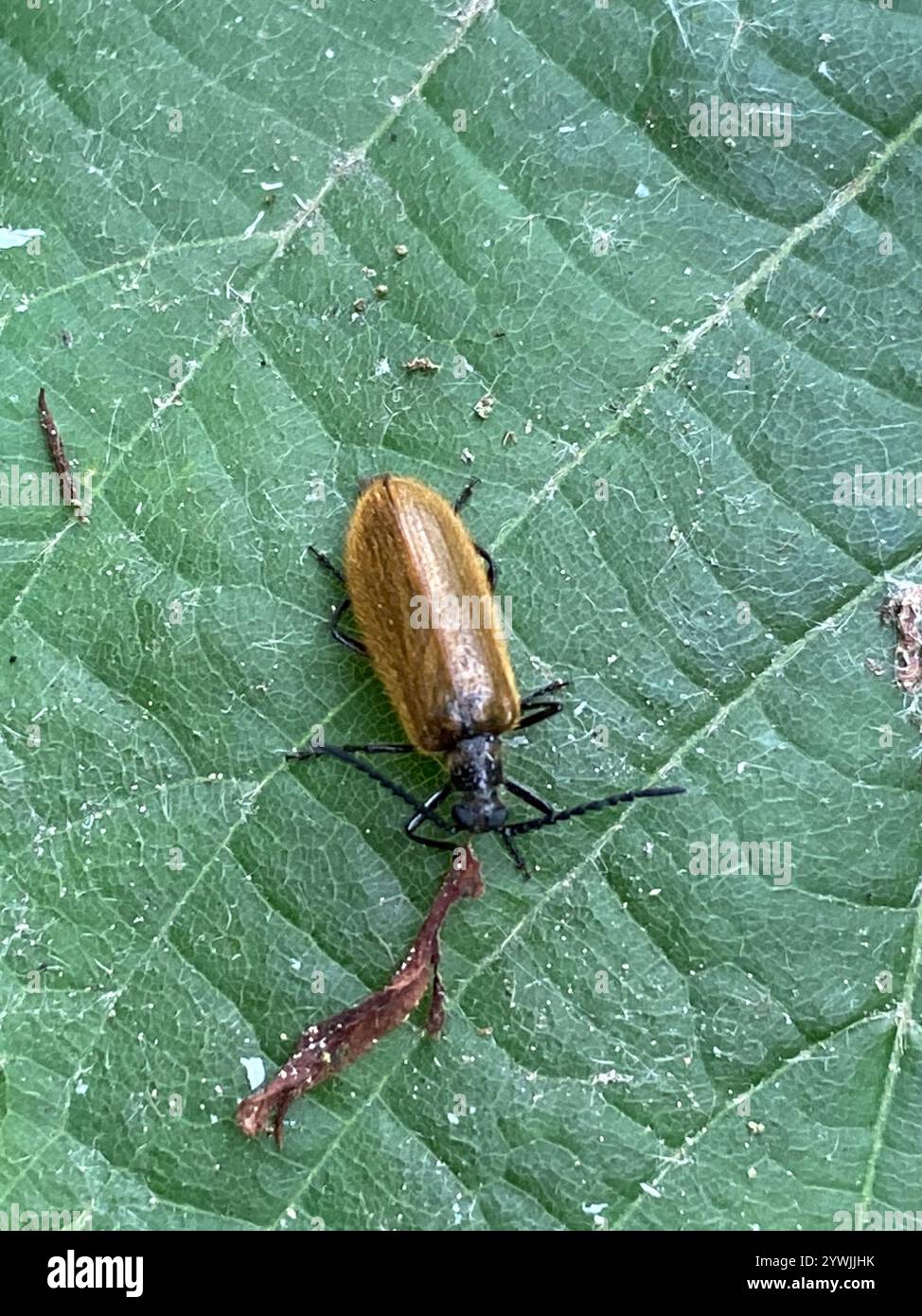 Rough-haired Lagria Beetle (Lagria hirta Stock Photo - Alamy