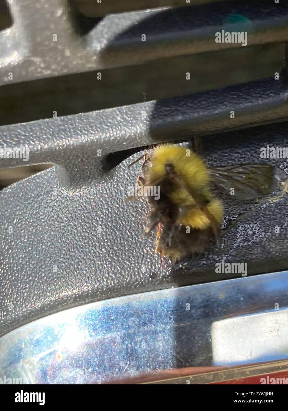 Perplexing Bumble Bee (Bombus perplexus Stock Photo - Alamy