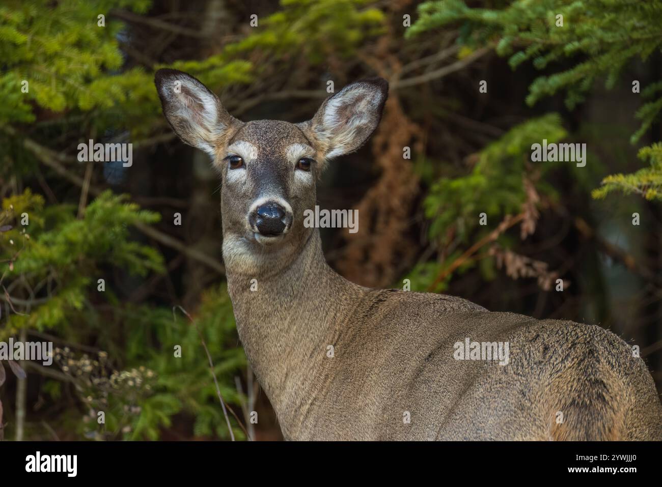 White-tailed doe on a November morning in northern Wisconsin Stock ...