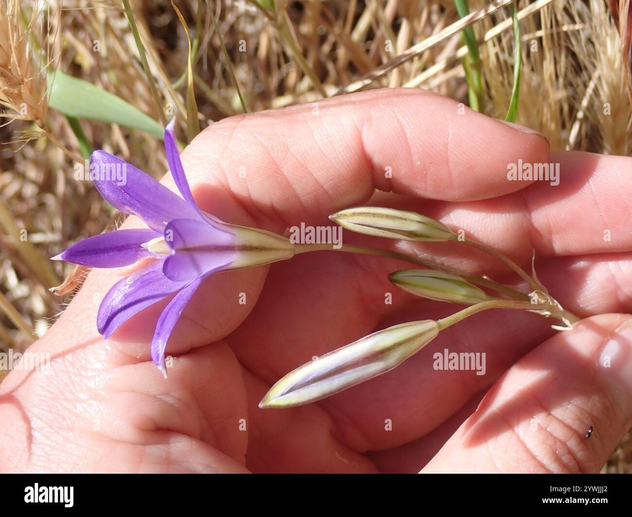 crown brodiaea (Brodiaea coronaria Stock Photo - Alamy