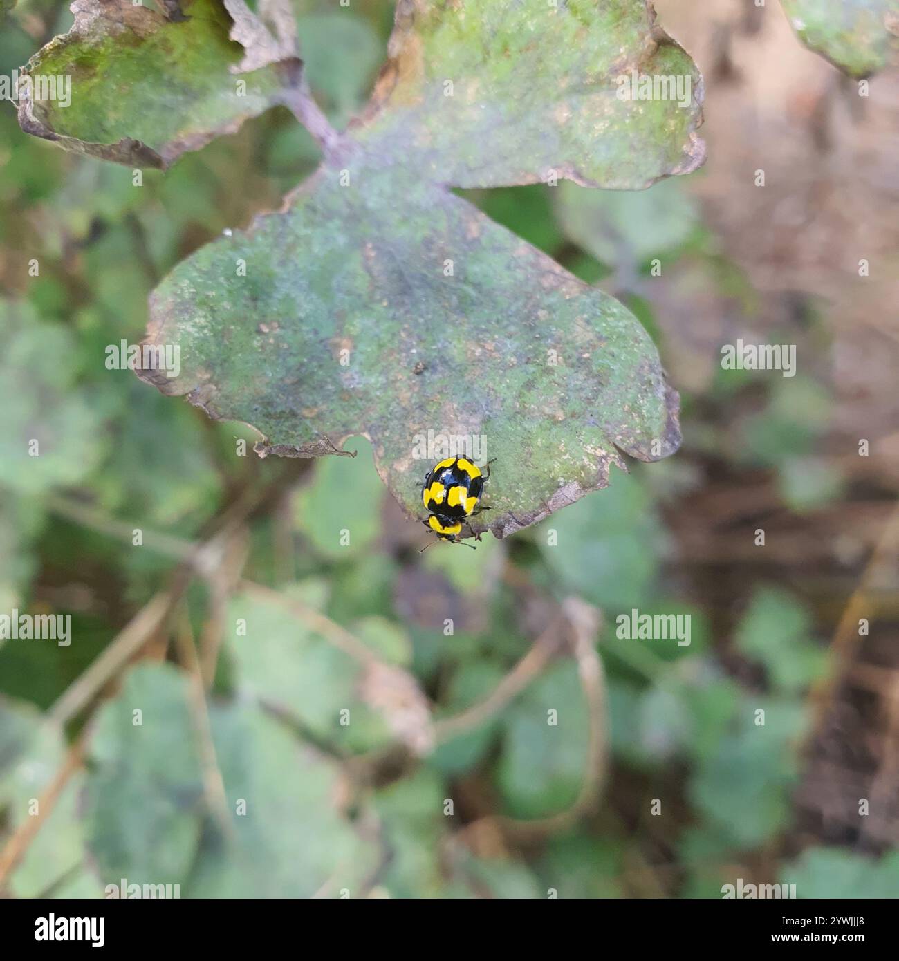Fungus-eating ladybird (Illeis galbula Stock Photo - Alamy