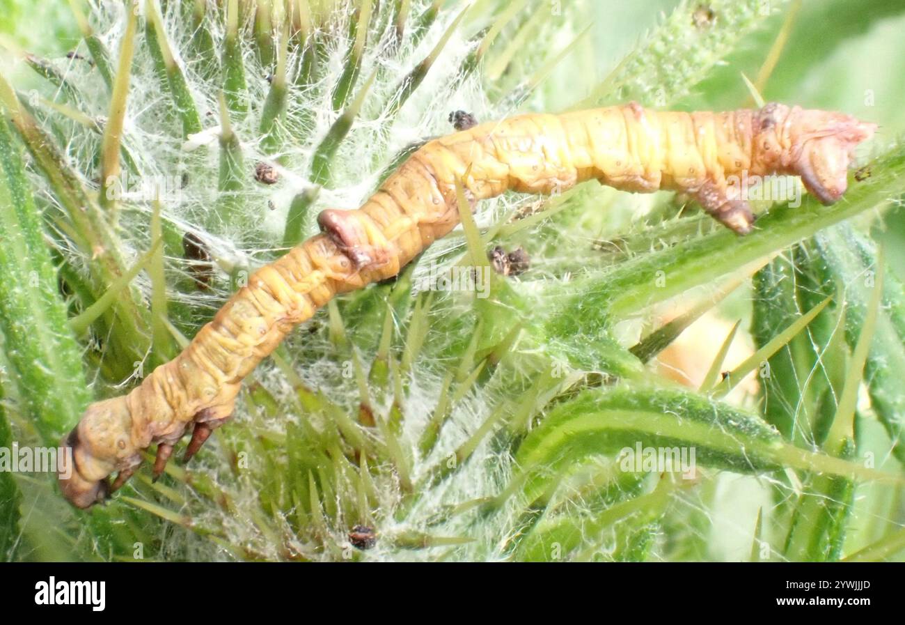 Geometer Moths (Geometridae Stock Photo - Alamy
