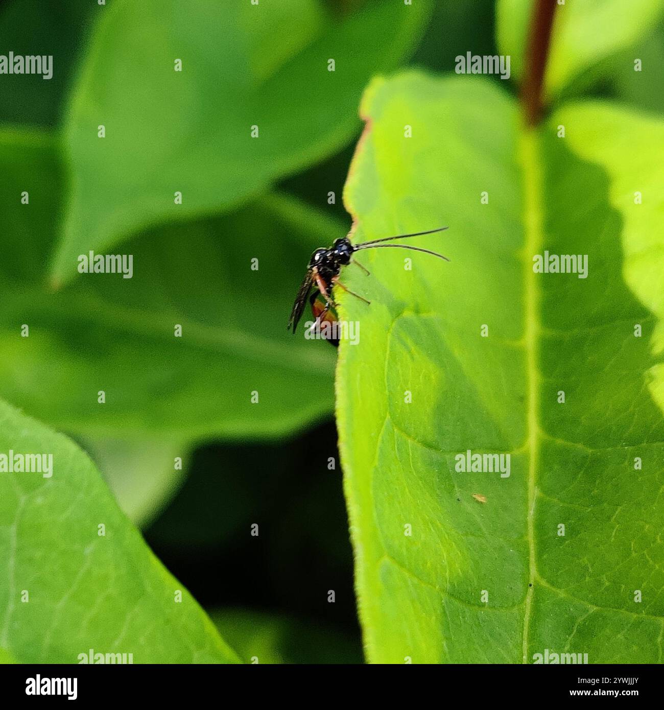 Ichneumonid and Braconid Wasps (Ichneumonoidea Stock Photo - Alamy