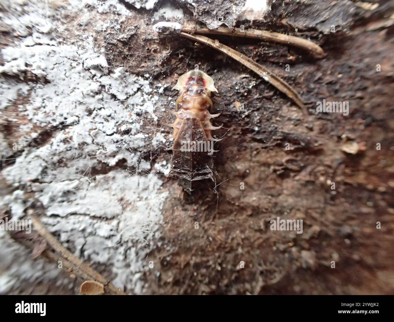 Spring Tree-Top Flasher (Pyractomena borealis Stock Photo - Alamy
