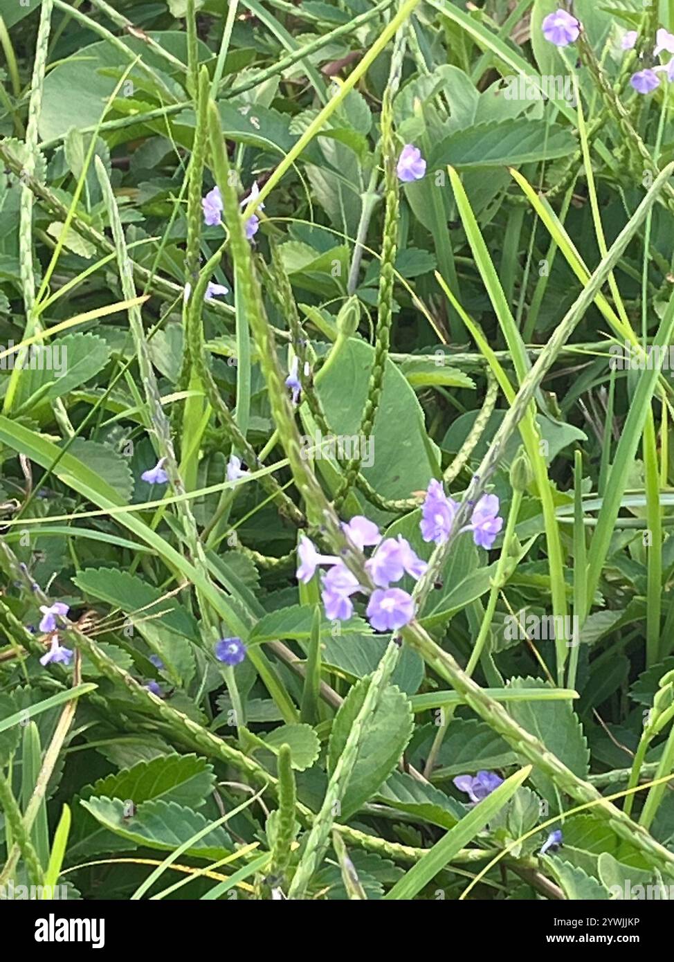 Blue Porterweed (Stachytarpheta jamaicensis Stock Photo - Alamy