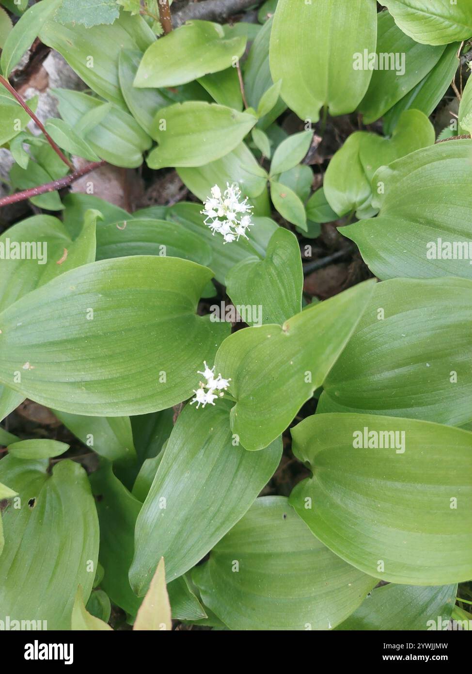 Canada mayflower (Maianthemum canadense Stock Photo - Alamy