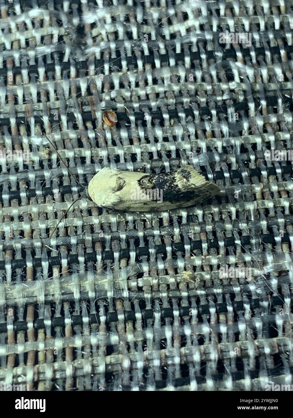 Small Bird-dropping Moth (Ponometia erastrioides Stock Photo - Alamy