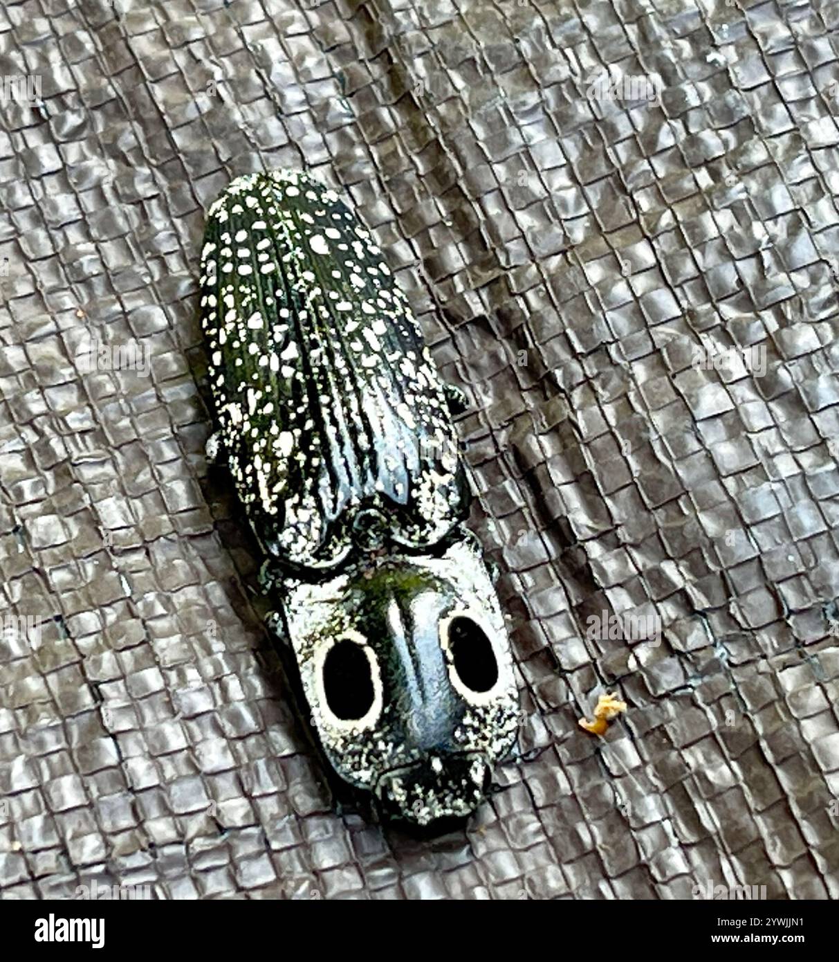 Eastern Eyed Click Beetle (Alaus oculatus Stock Photo - Alamy