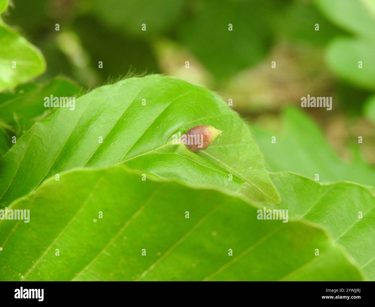 Beech Gall Midge (Mikiola fagi Stock Photo - Alamy