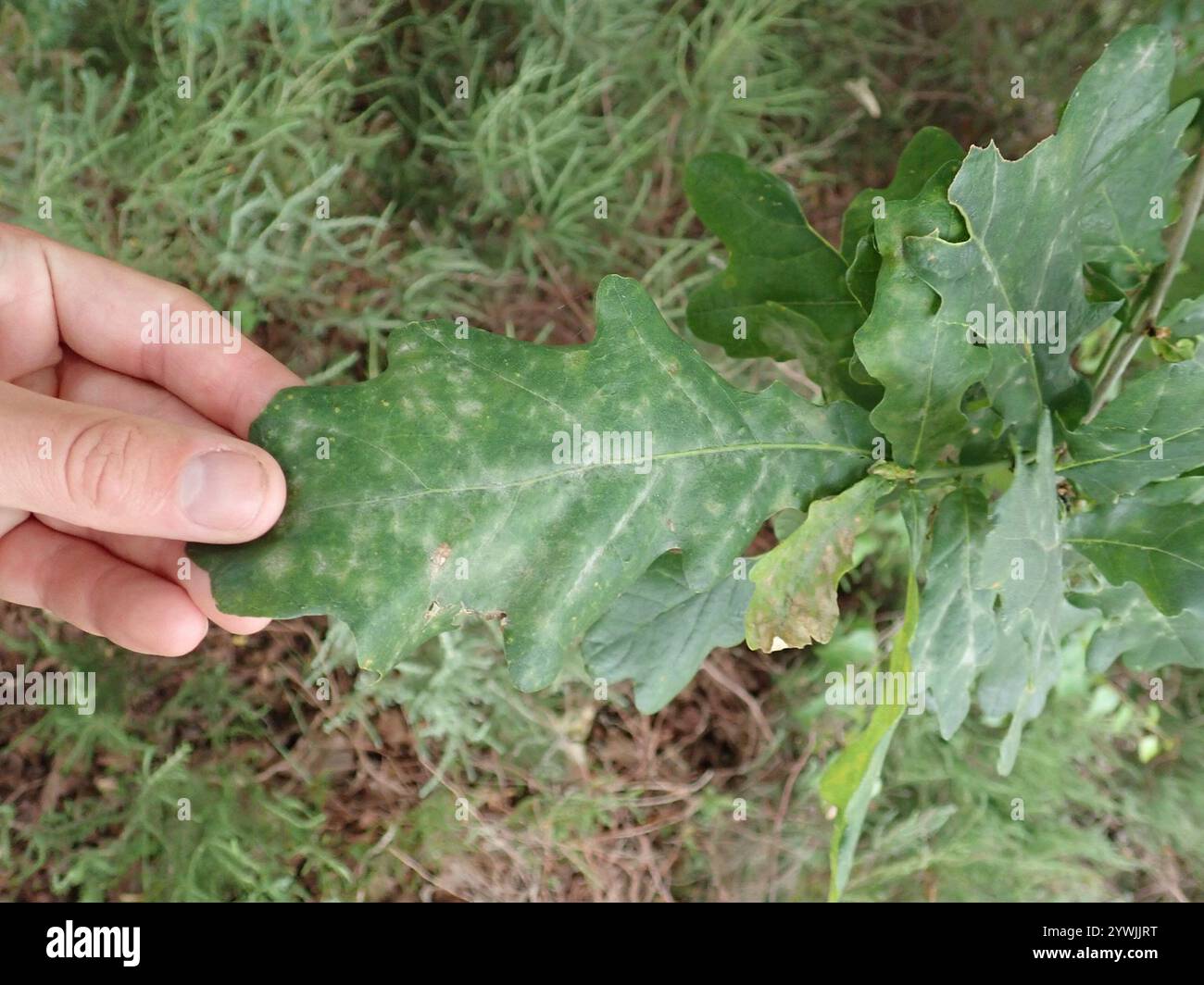Pedunculate Oak Complex (Quercus robur Stock Photo - Alamy