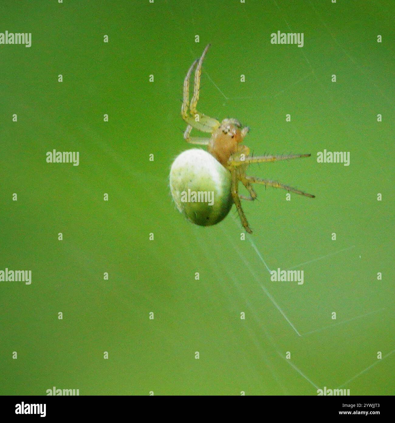 Cucumber Spiders (Araniella Stock Photo - Alamy