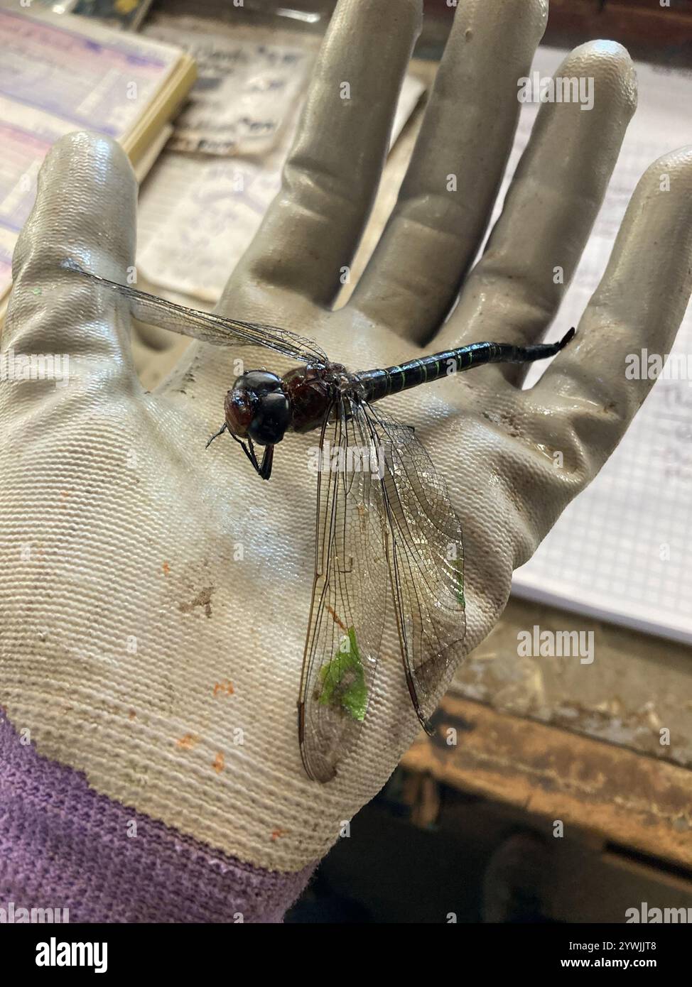 Swamp Darner (Epiaeschna heros Stock Photo - Alamy