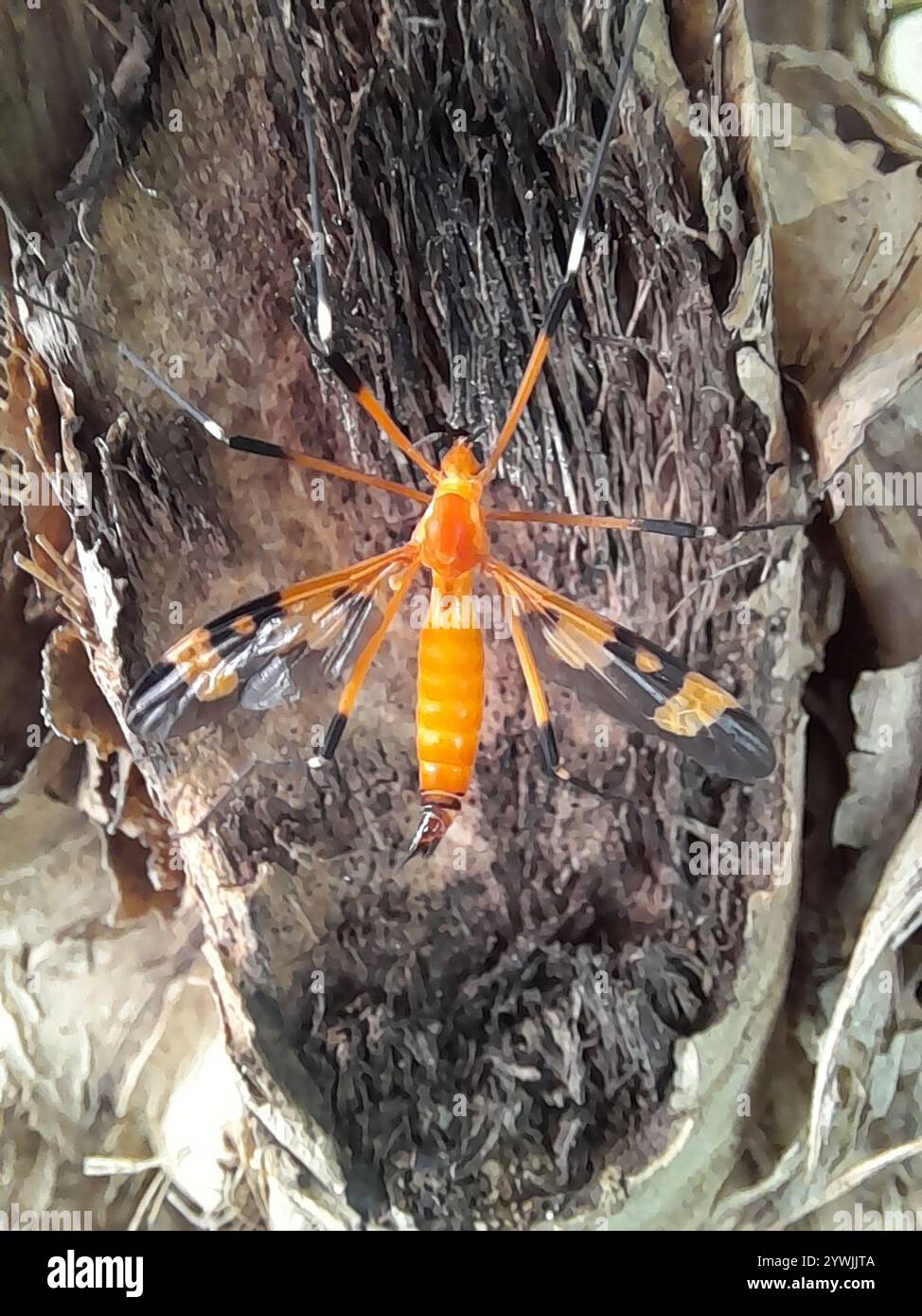 Antlered Crane Fly (Pselliophora laeta Stock Photo - Alamy