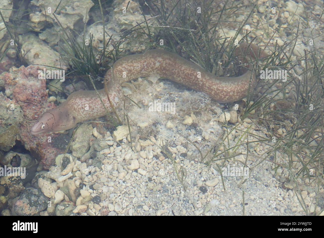 Geometric Moray (Gymnothorax griseus Stock Photo - Alamy
