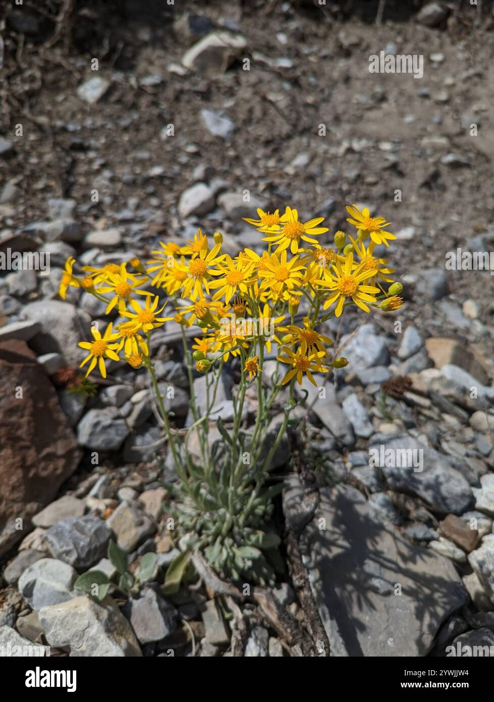 woolly groundsel (Packera cana Stock Photo - Alamy