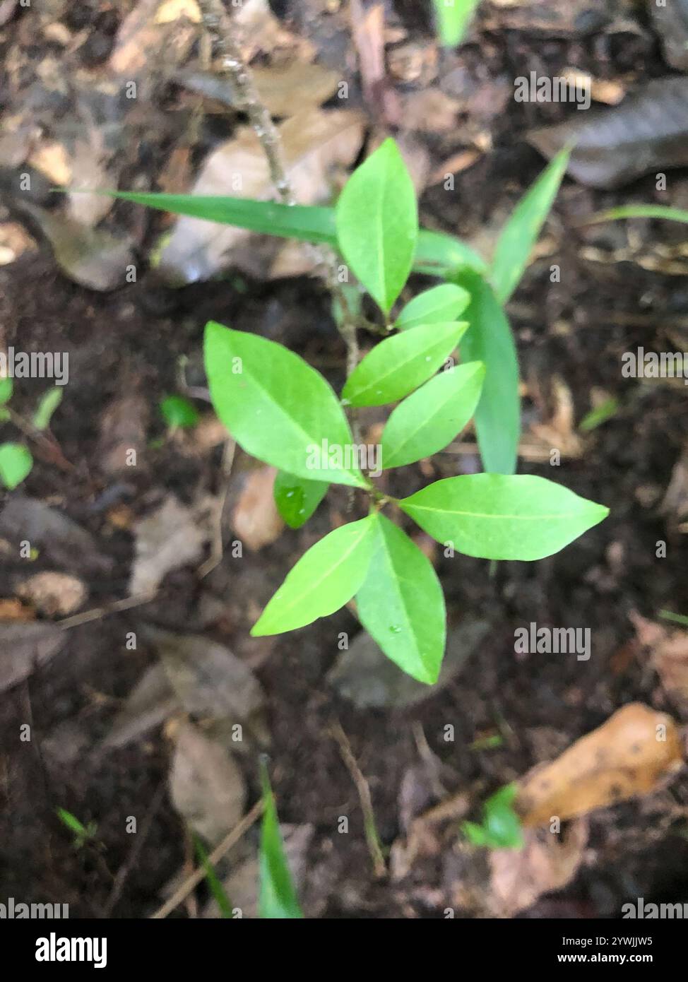 eastern swamp privet (Forestiera acuminata Stock Photo - Alamy