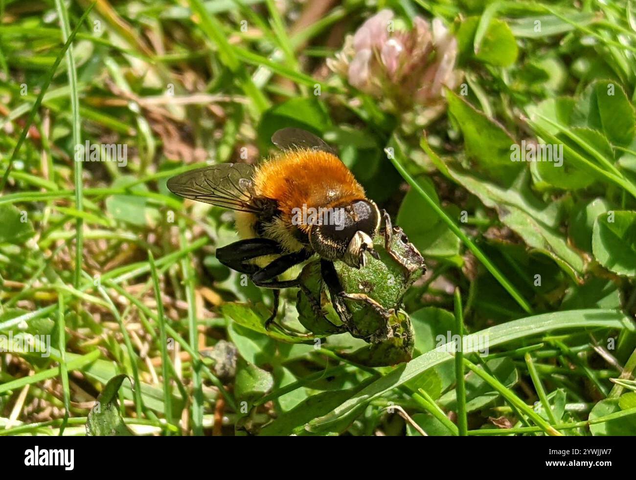 Narcissus Bulb Fly (Merodon equestris Stock Photo - Alamy