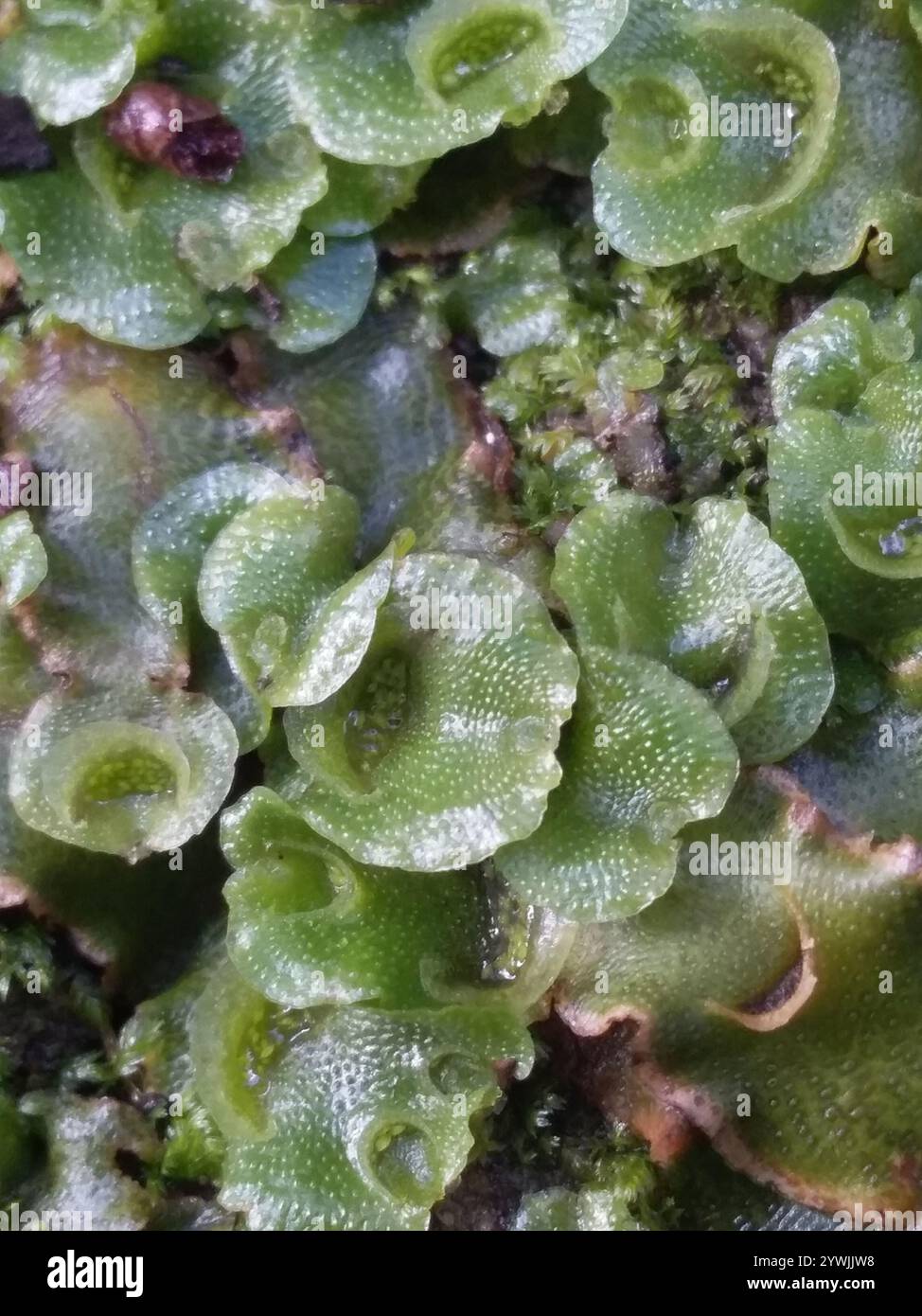 Crescent-cup liverwort (Lunularia cruciata Stock Photo - Alamy