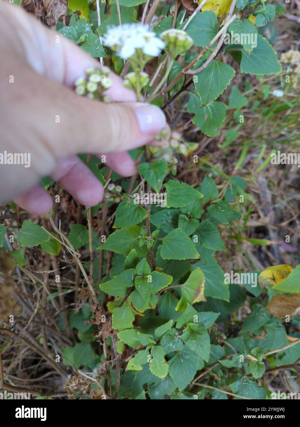 Crofton Weed (Ageratina adenophora Stock Photo - Alamy